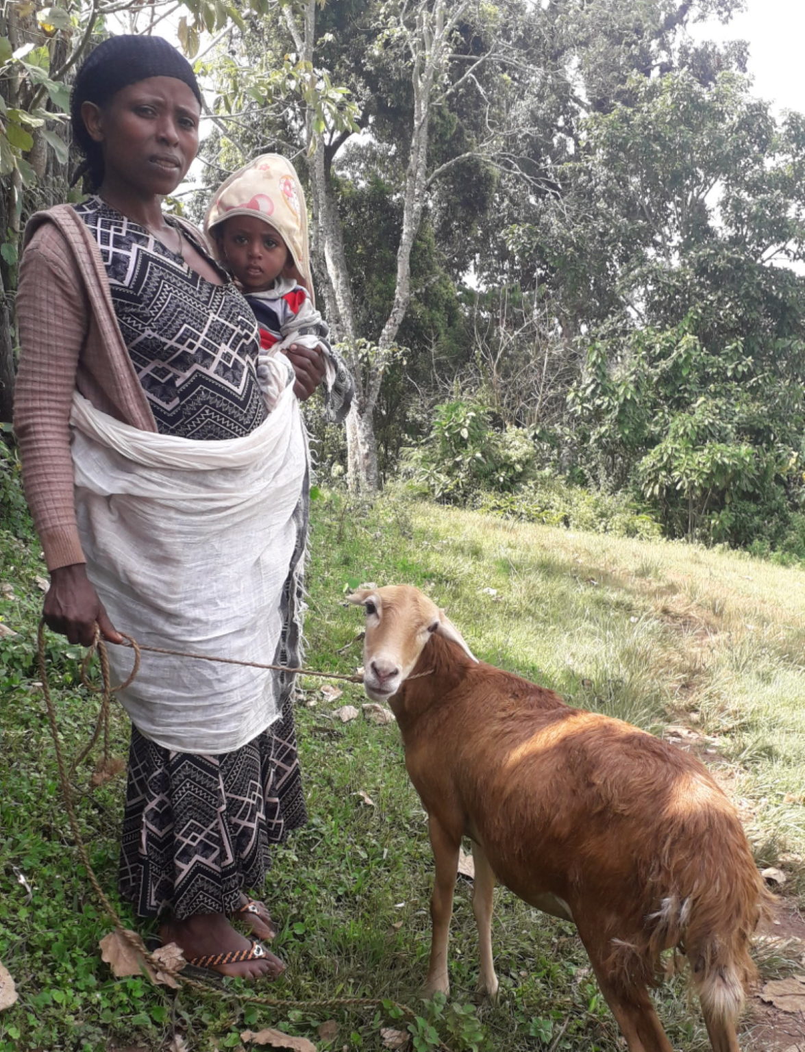 Des brebis pour les femmes de Wocha et Gada (Kaffa) - jeparraine.org